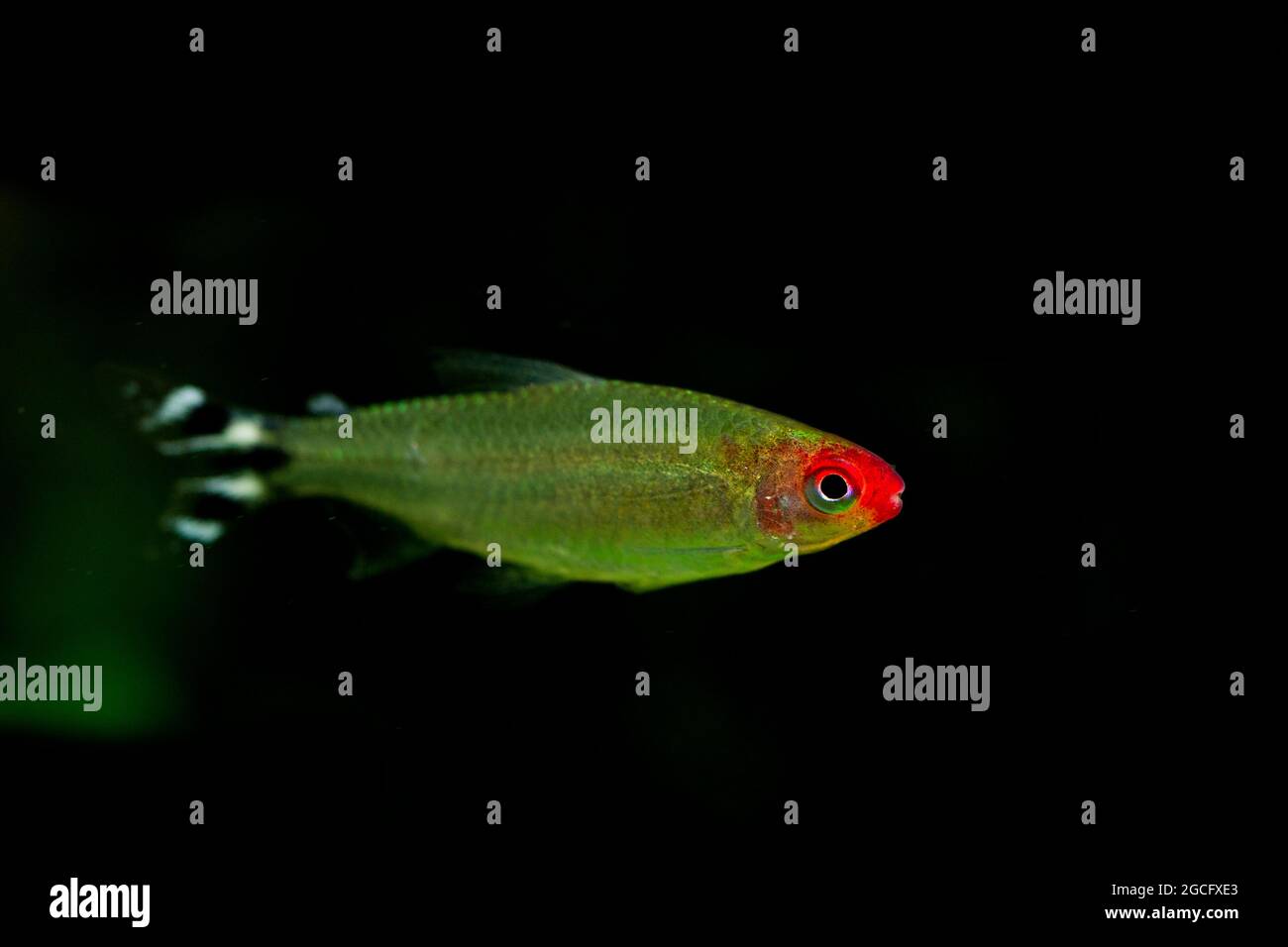 Hemigrammus rhodostomus Banque de photographies et d’images à haute ...