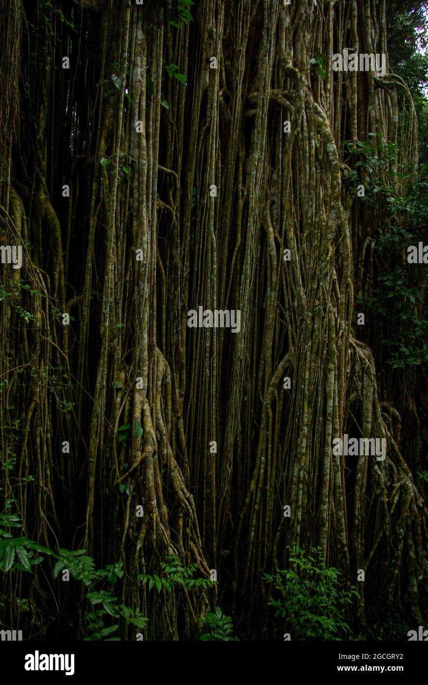 Strangler fig tree ficus virens Banque de photographies et d’images à ...