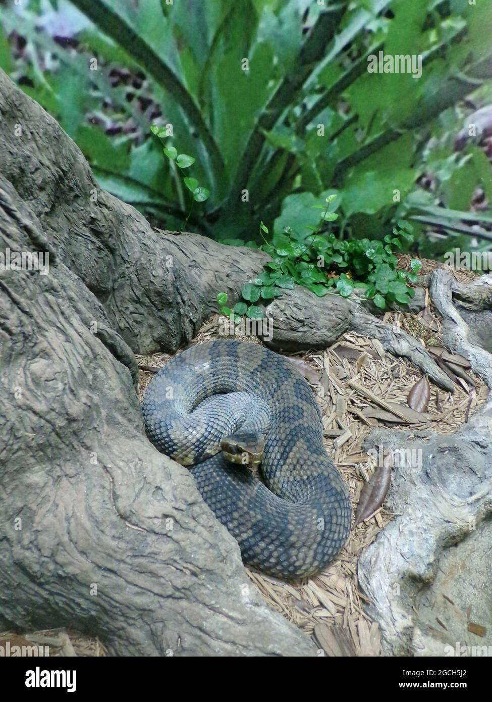 Serpent à queue de cotonmouth venimeux une vipère de fosse avec venin ...