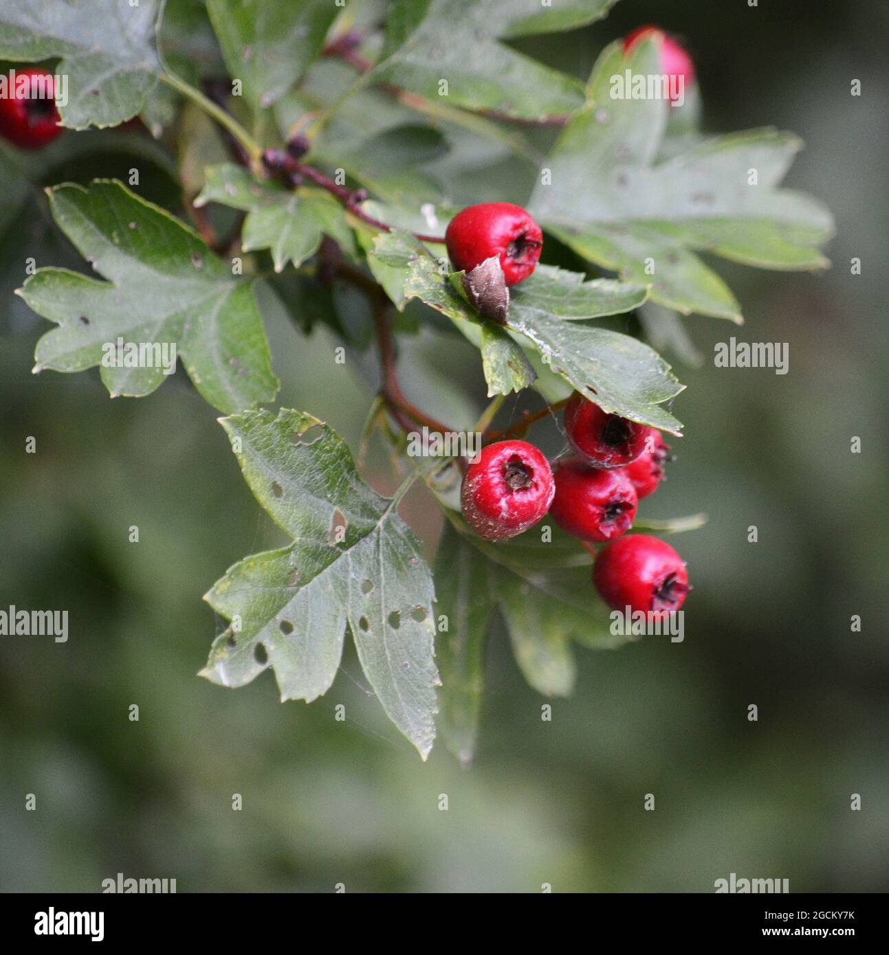 Crataegus coccinea Banque de photographies et d’images à haute ...