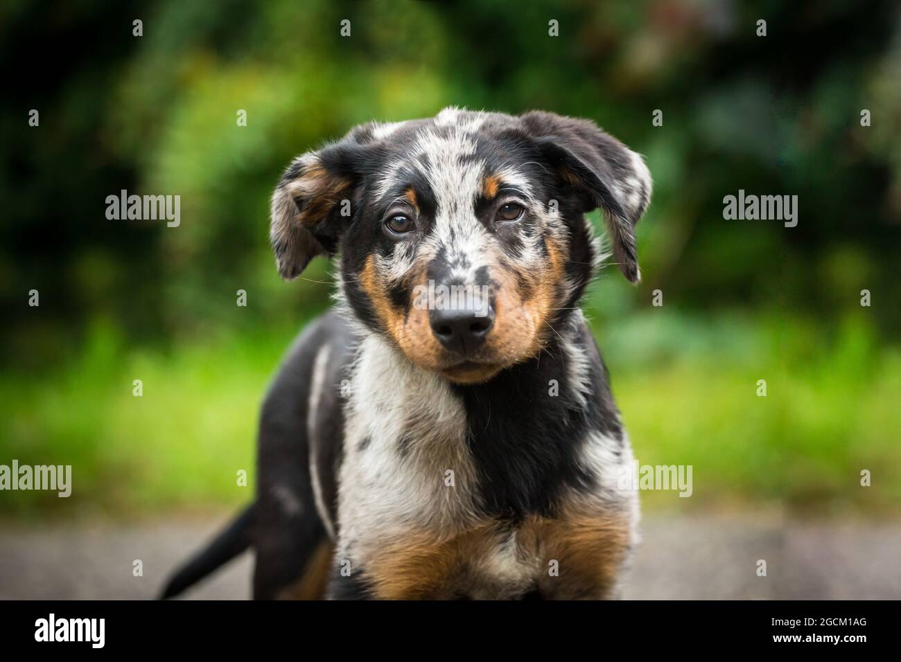 Blue merle puppy Banque de photographies et d’images à haute résolution ...