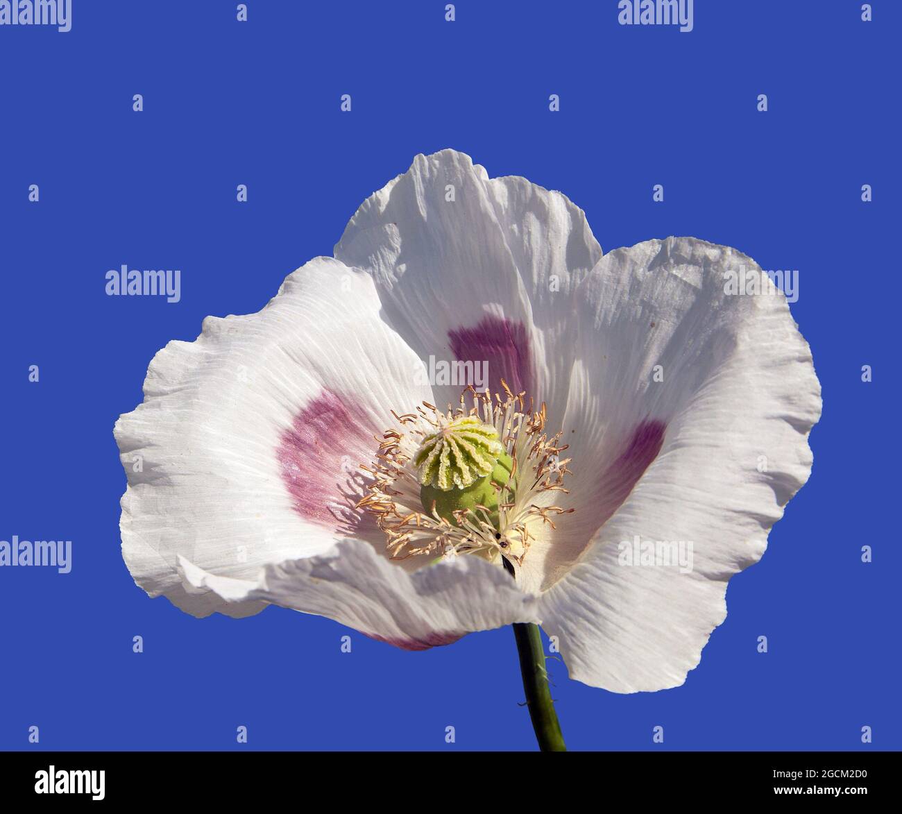 Détail du pavot à fleurs ou du pavot à opium en latin papaver ...