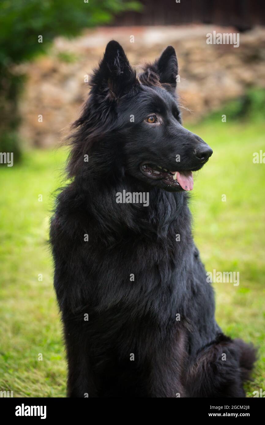 Chien de berger allemand noir Banque de photographies et d’images à ...