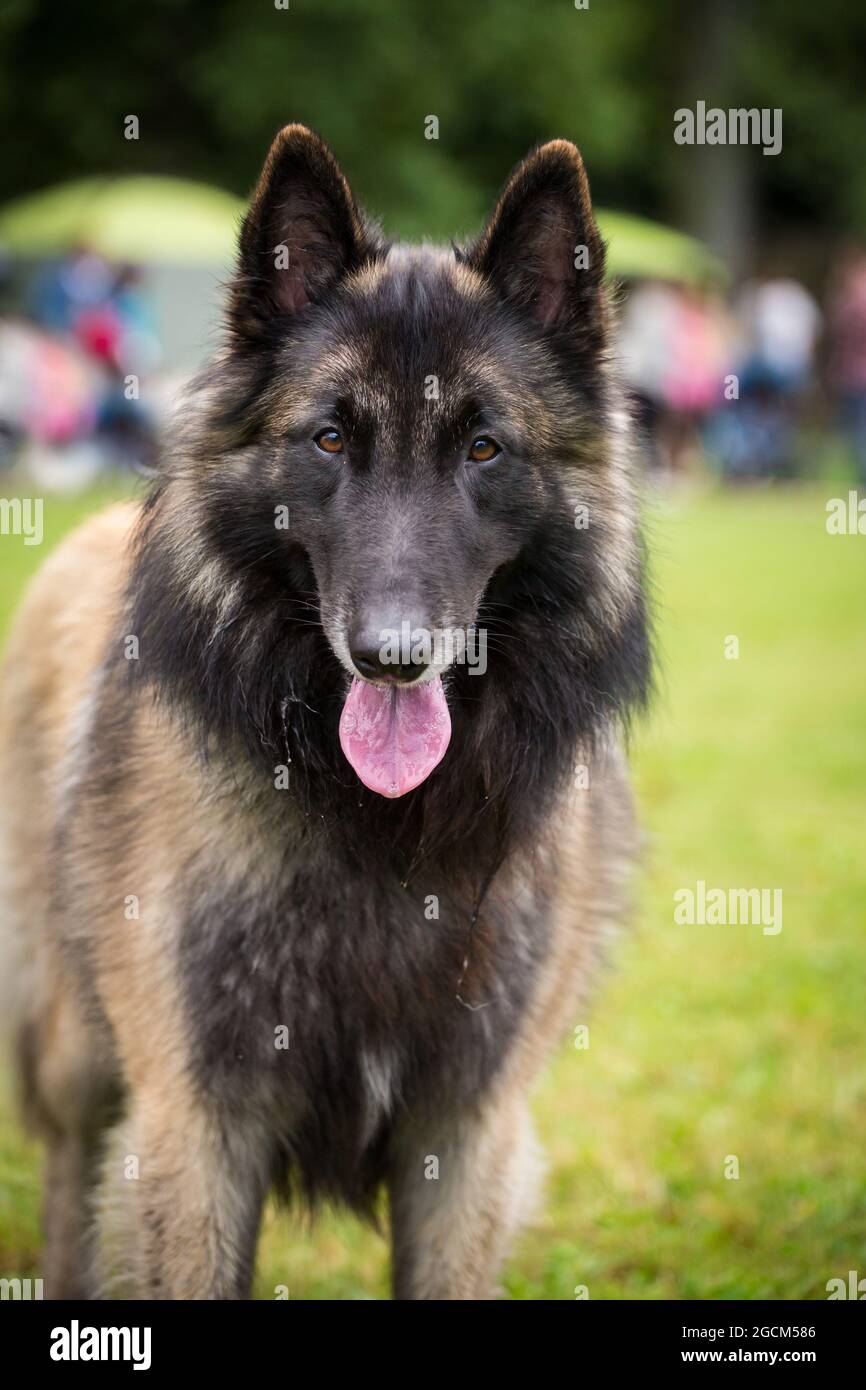 Berger belge tervueren Banque de photographies et d’images à haute ...