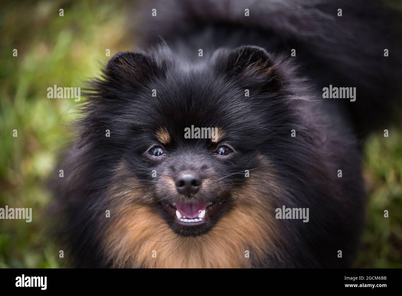 Spitz noir Banque de photographies et d’images à haute résolution - Alamy