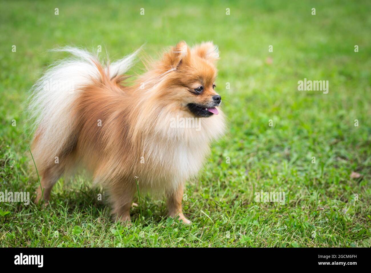 Spitz nain marron Banque de photographies et d’images à haute ...