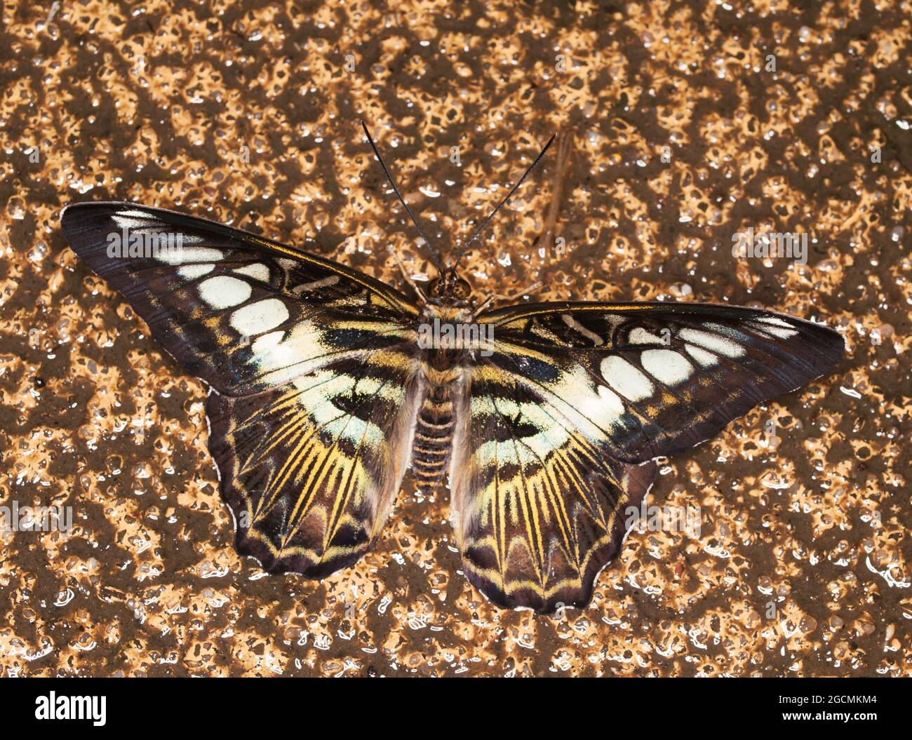 Papilio thoas Banque de photographies et d’images à haute résolution ...