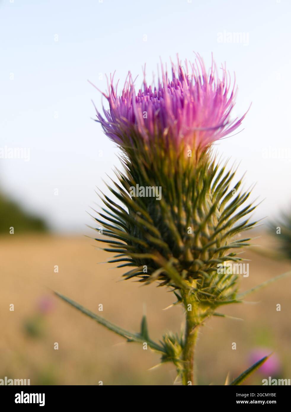 Chardon Noir Banque d'image et photos - Alamy