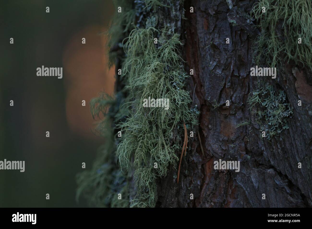Lichen sur le tronc de pin Banque de photographies et d’images à haute ...