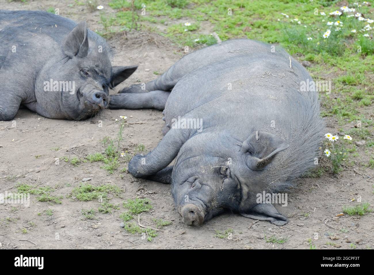Deux cochons vietnamiens à ventre mou (Suscrofa domesticus) se délasser ...