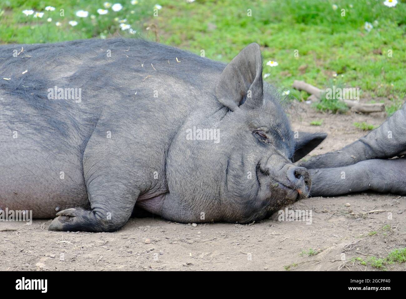 Un cochon vietnamien de terre (Suscrofa domesticus) aime se délacer ...