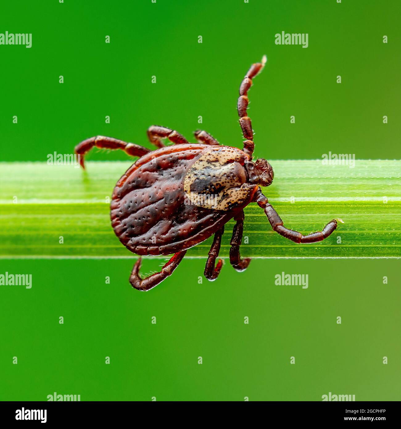 Encéphalite tiques insectes rampant sur l'herbe verte. Virus de l ...