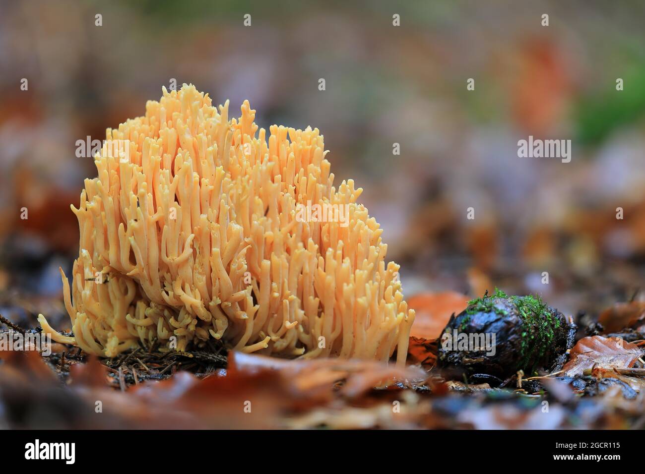 Champignon corail orange Banque de photographies et d’images à haute ...
