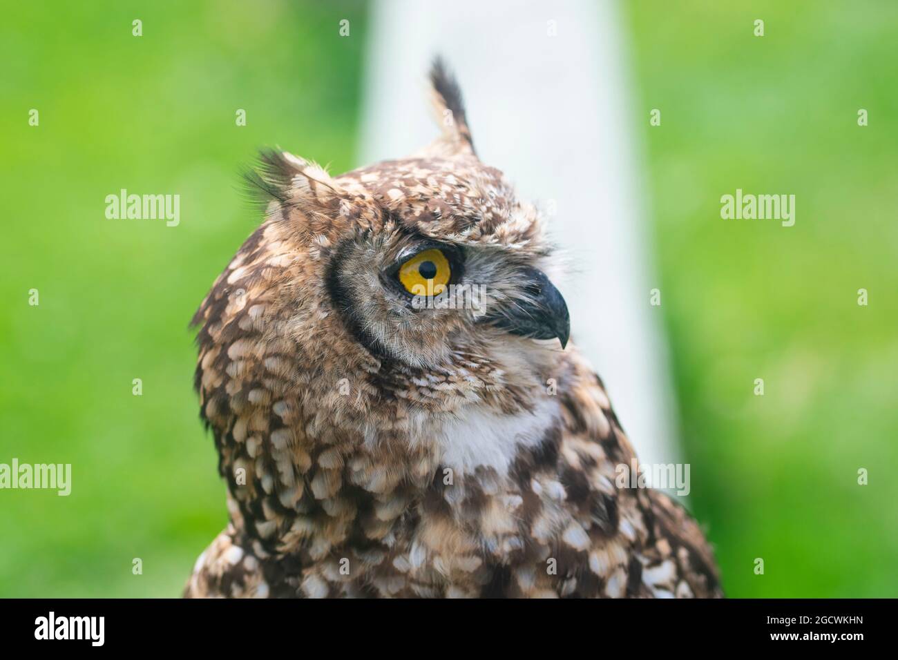 Hiboux font face Banque de photographies et d’images à haute résolution ...