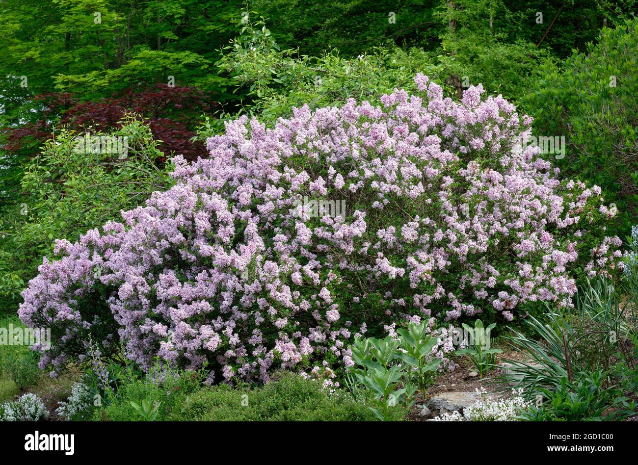Syringa palibin Banque de photographies et d’images à haute résolution ...