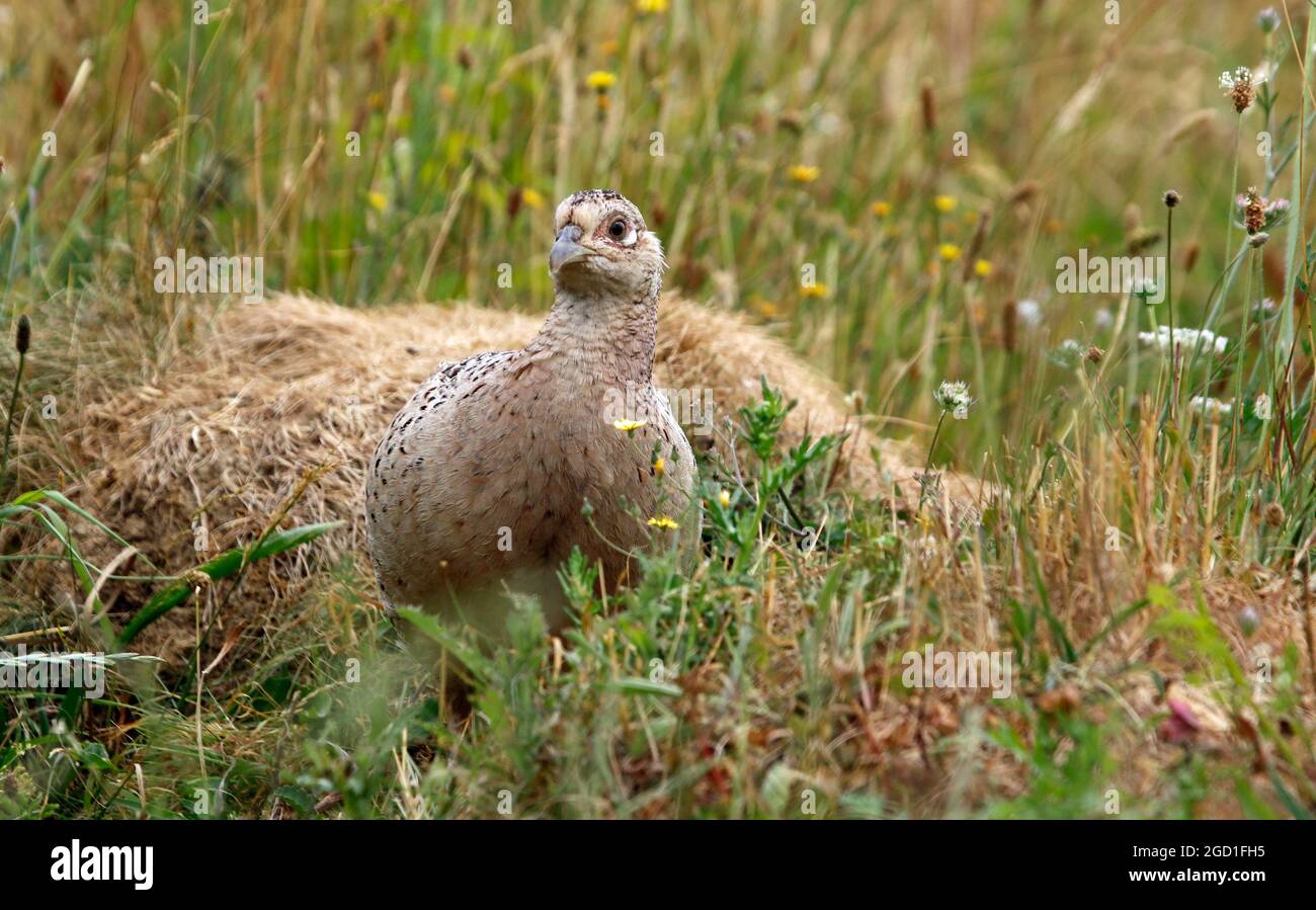 Faisan femelle Banque de photographies et d’images à haute résolution ...