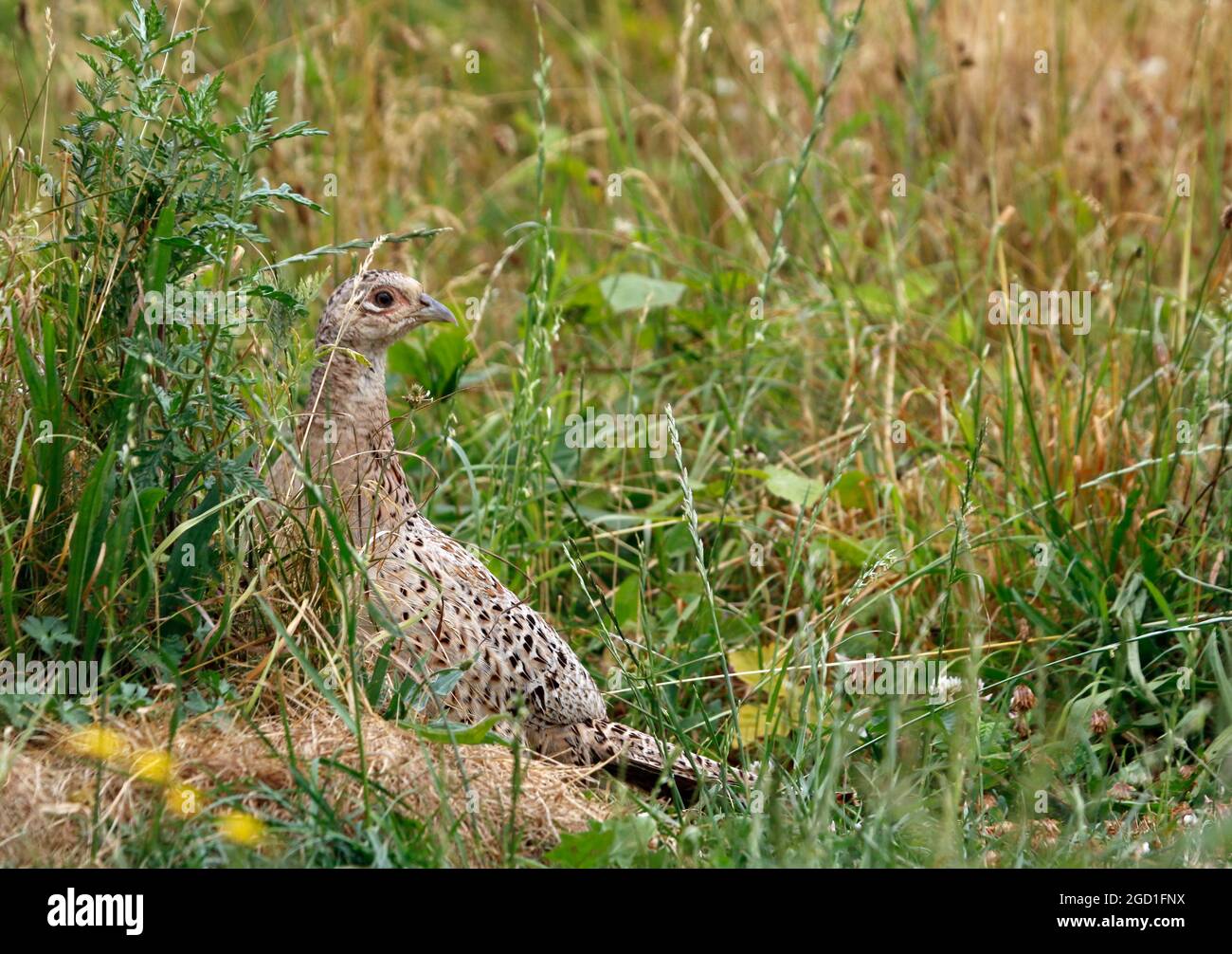 Faisan faisans oiseaux sauvages oiseaux Banque de photographies et d ...
