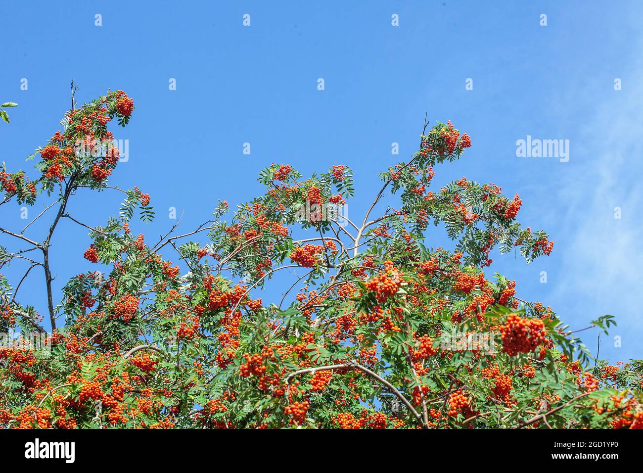 Sorbus aucuparia reproduire l’arbre Banque de photographies et d’images ...