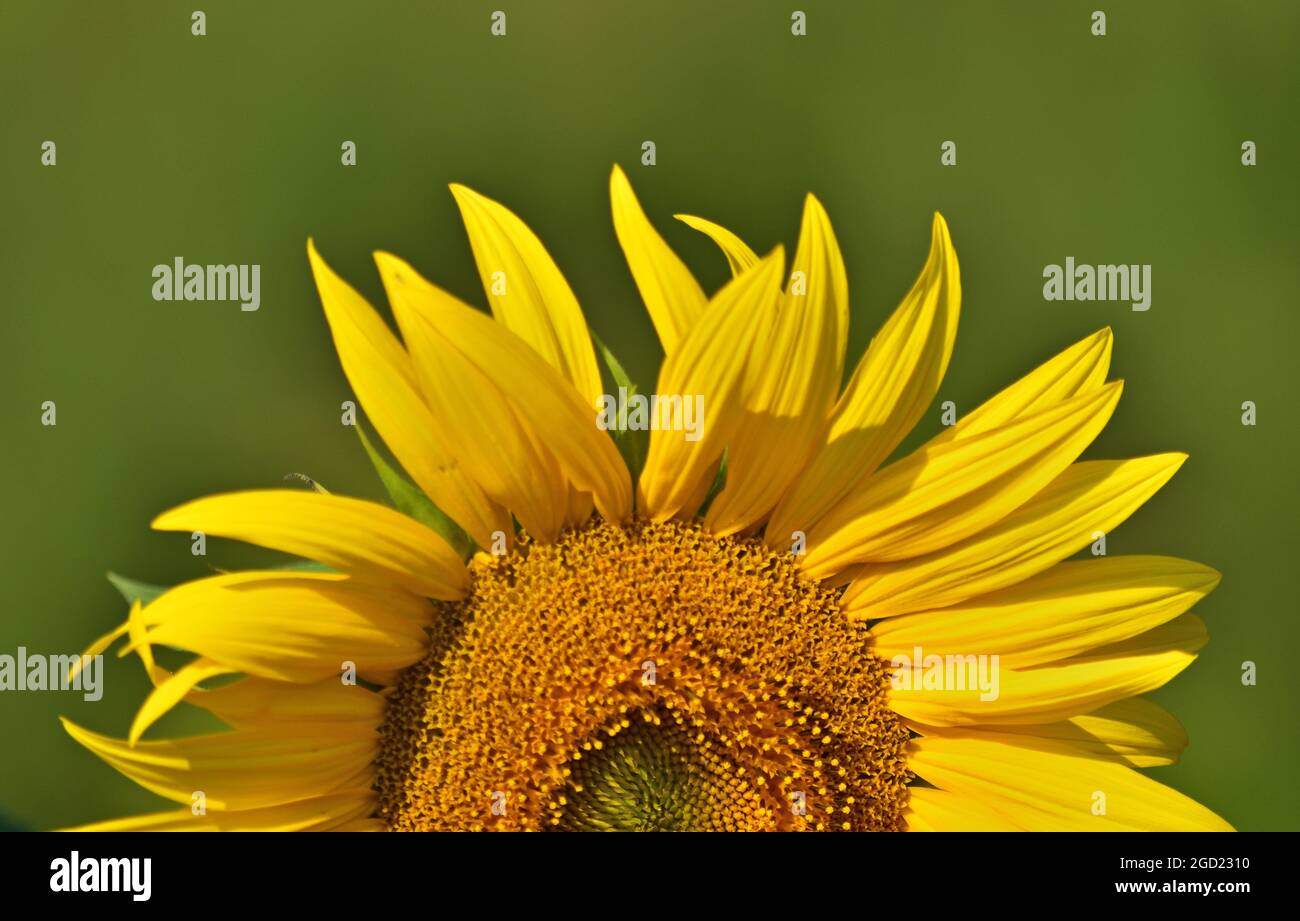 Fond Jaune Et Vert Banque De Photographies Et Dimages à Haute Résolution Alamy