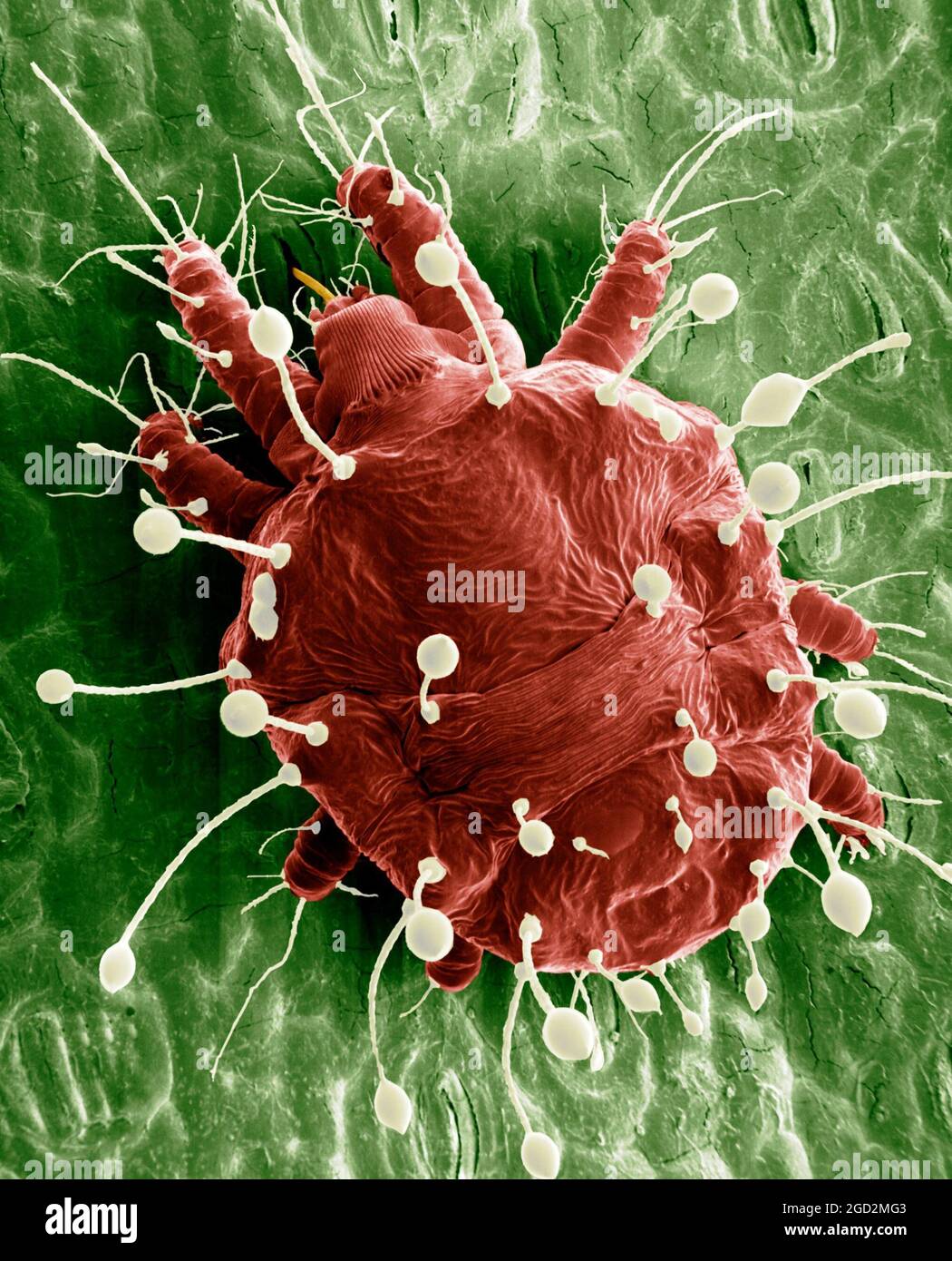 L'acarien rouge du palmier, Raoiella indica, une espèce envahissante ...