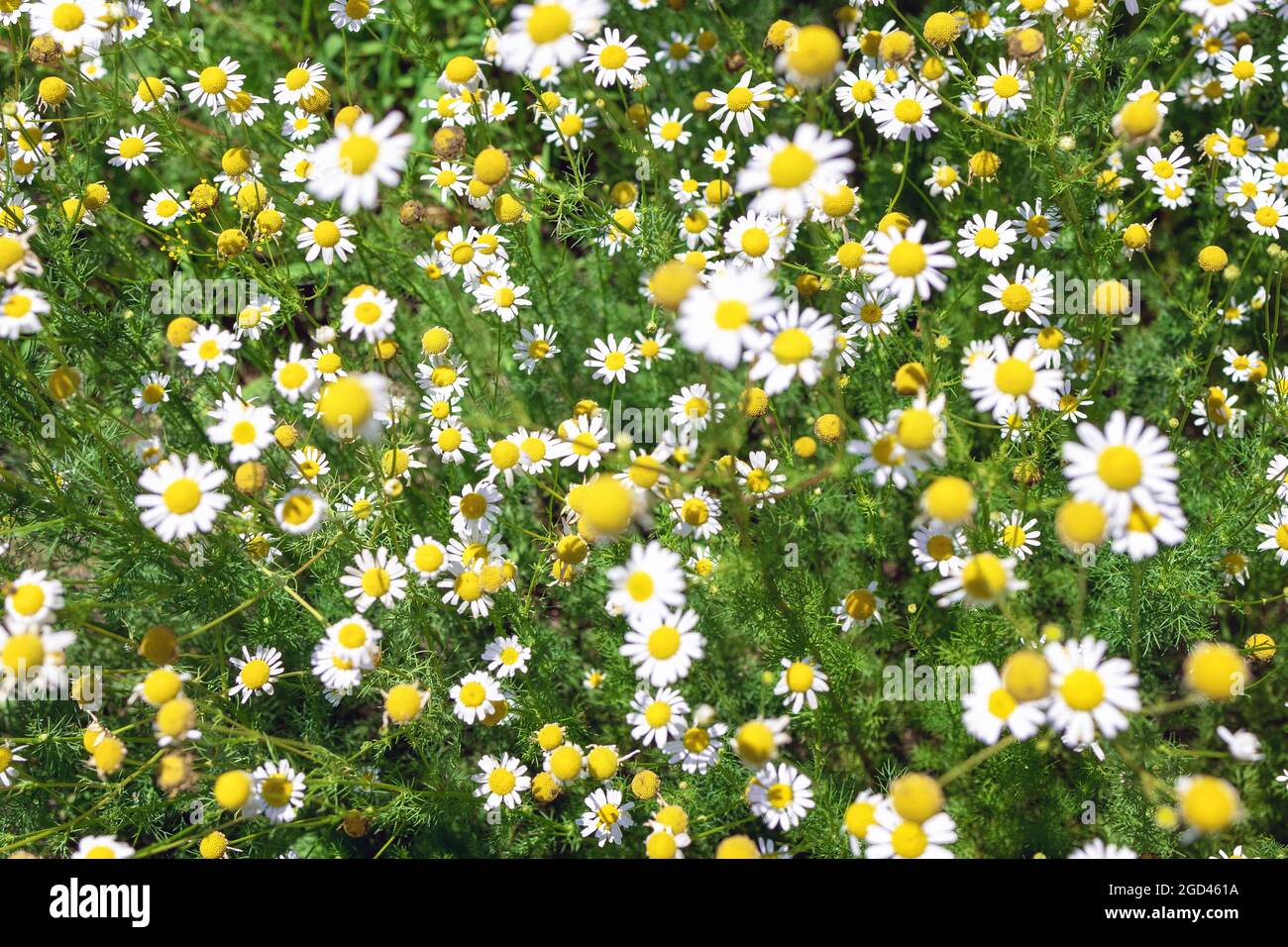 Domaine medicale Banque de photographies et d’images à haute résolution ...
