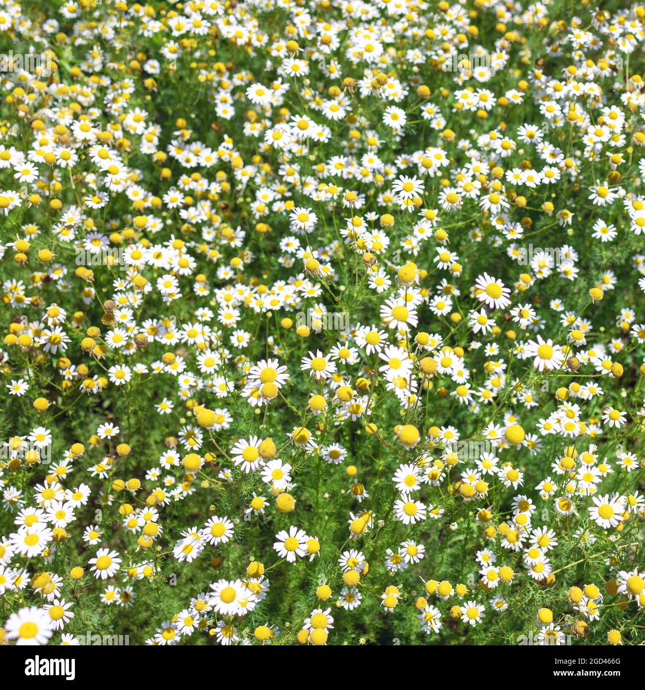 Domaine medicale Banque de photographies et d’images à haute résolution ...