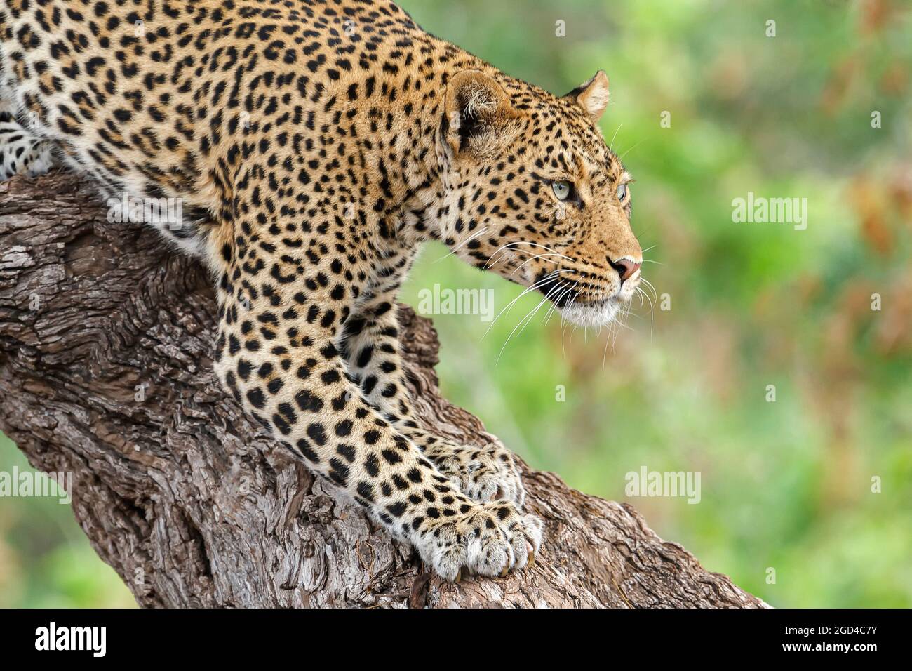 Le léopard (Panthera pardus) s'étire sur le tronc de l'arbre.Parc ...