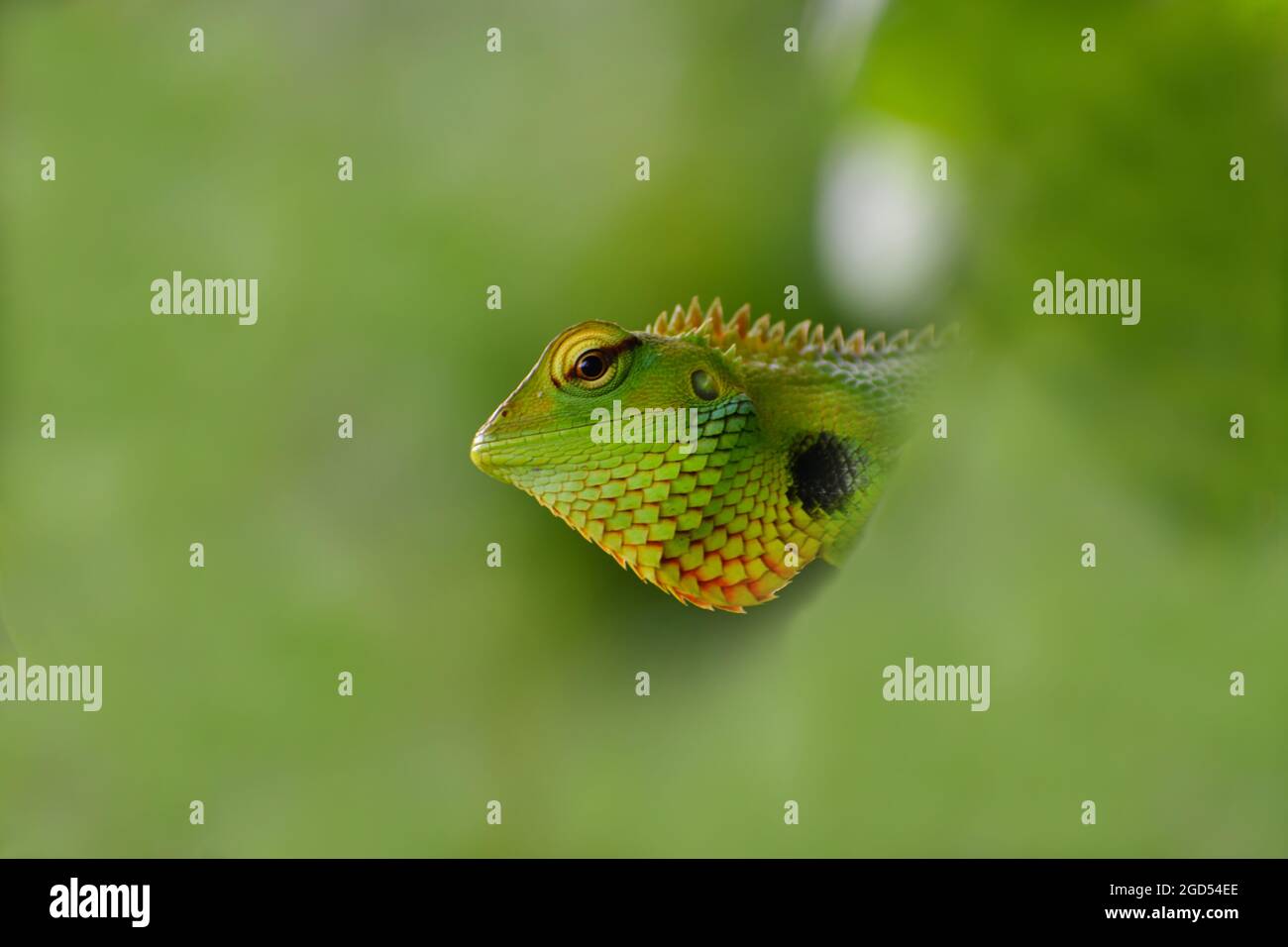 Chameleon hunting for an insect Banque de photographies et d’images à ...