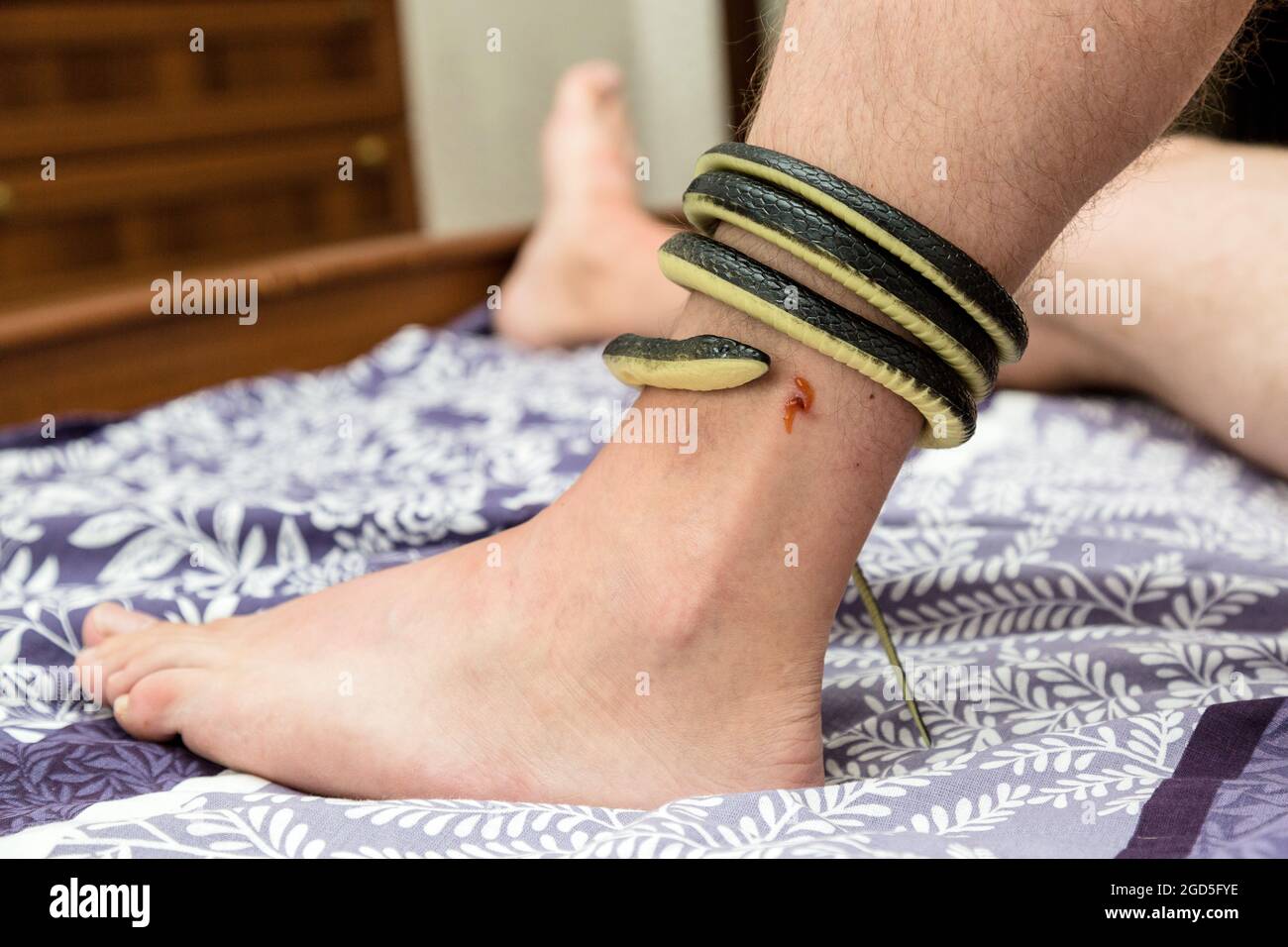 Un serpent toxique enroulé autour de la jambe d'un homme. Le concept du ...