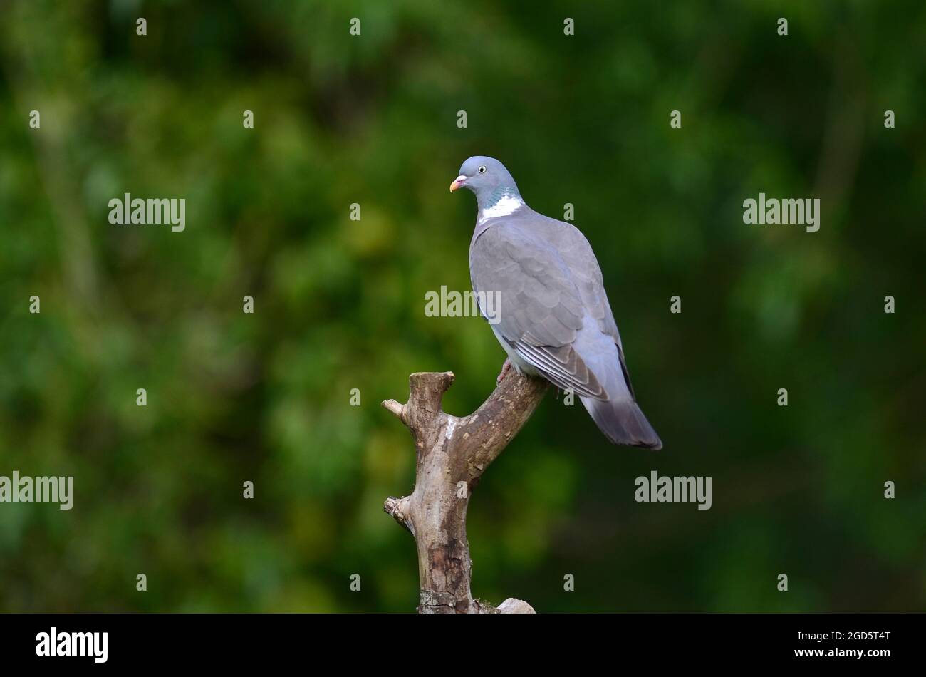 Pigeon photo Banque de photographies et d’images à haute résolution - Alamy