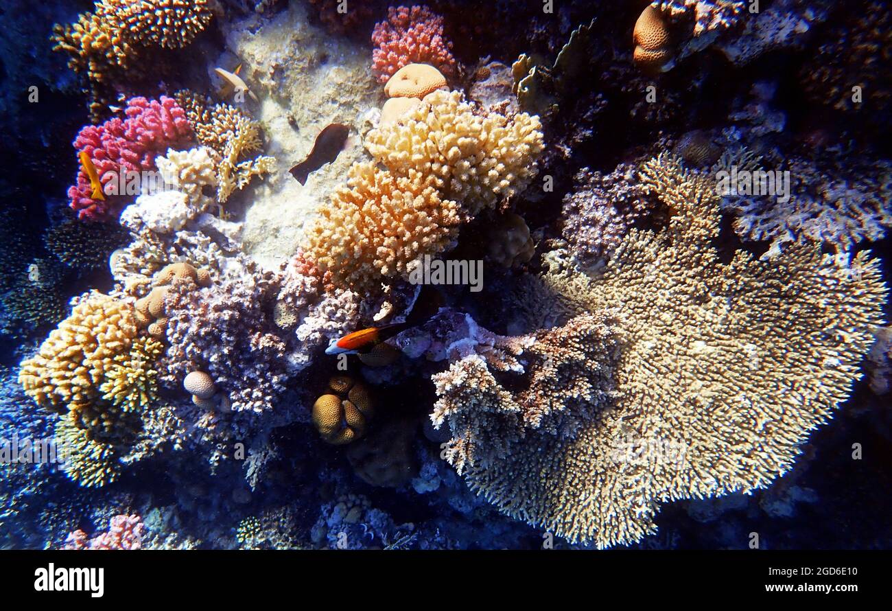 Mer rouge coraux Banque de photographies et d’images à haute résolution ...