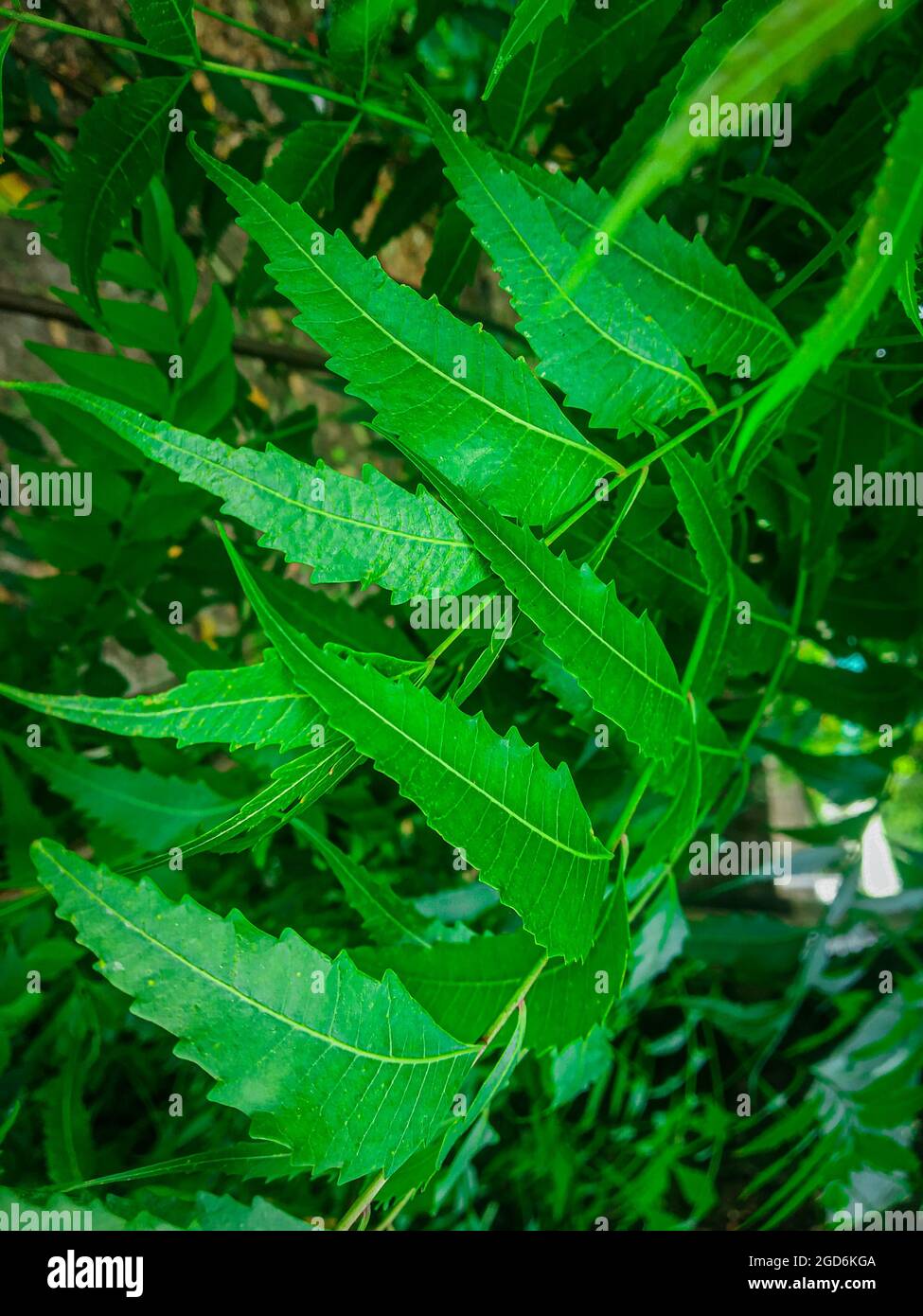 Neem tree Banque de photographies et d’images à haute résolution - Alamy