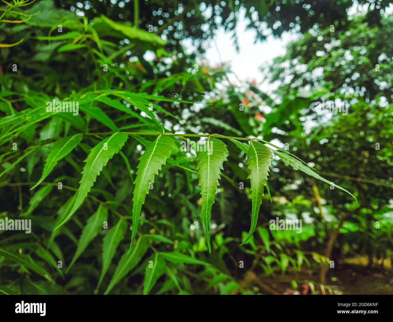 Neem tree Banque de photographies et d’images à haute résolution - Alamy