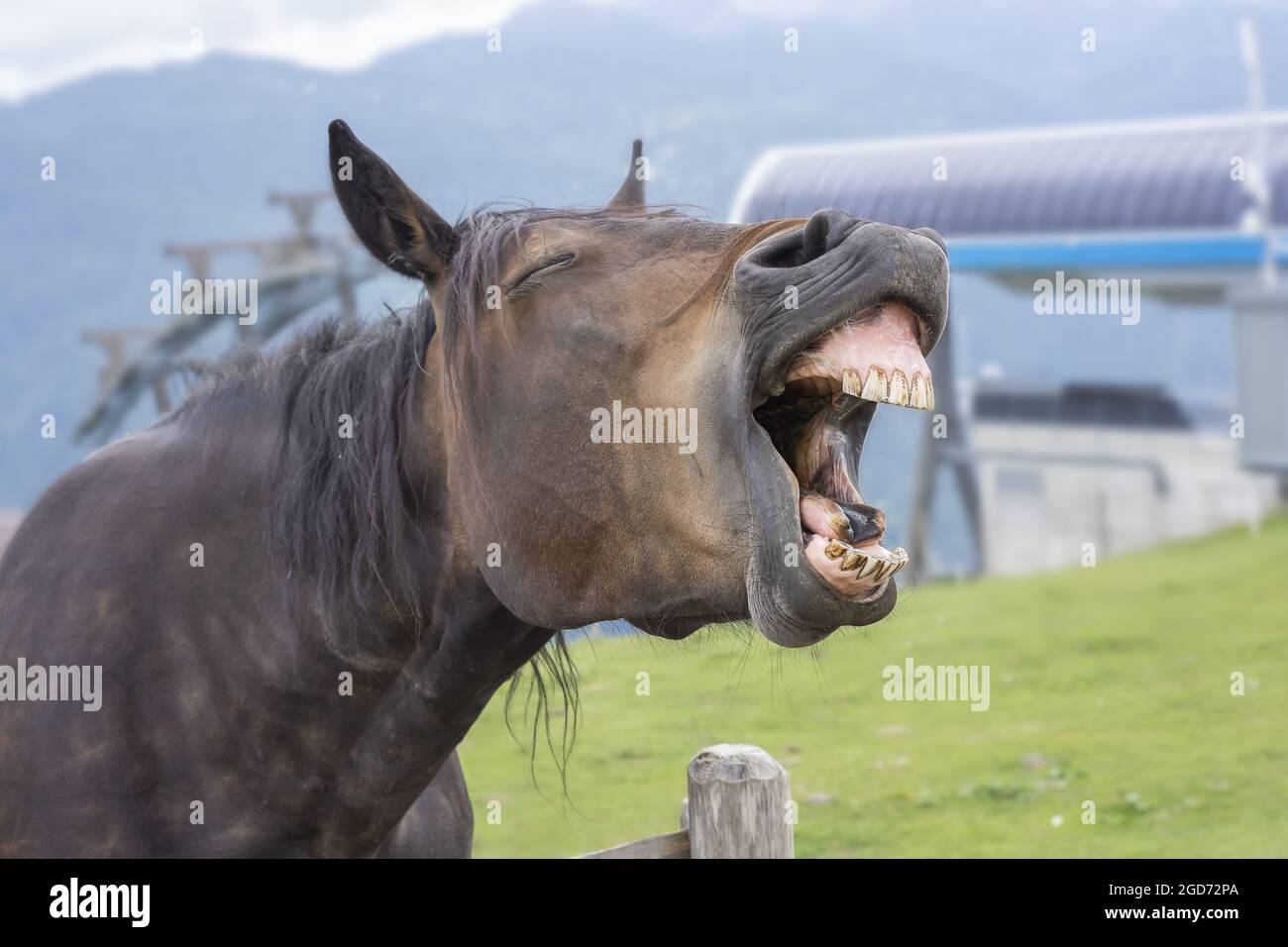Cheval brun qui rit Banque de photographies et d’images à haute ...