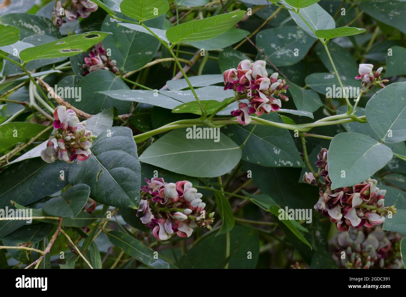 Apios americana Banque de photographies et d’images à haute résolution ...