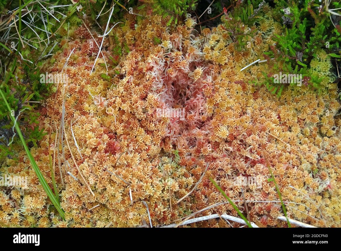 Mousse de tourbe, Torforignal, Bleichorignum, Sphagnum, tőzegmoha ...