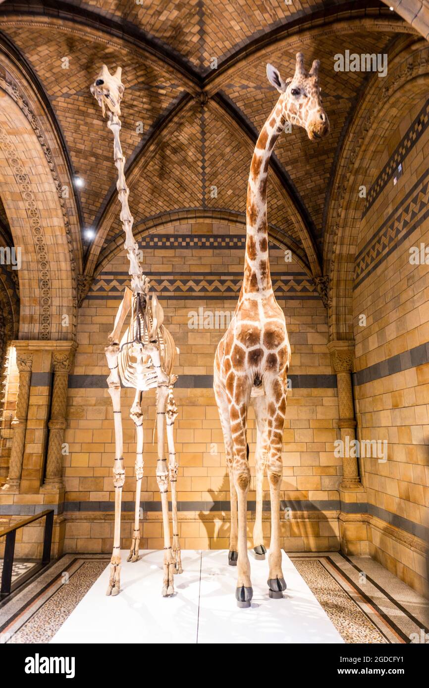 Squelette girafe Banque de photographies et d’images à haute résolution ...