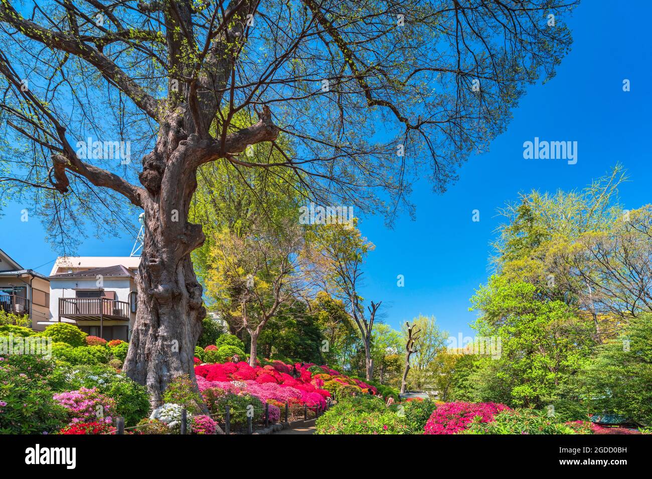 Le jardin nezu jinja Banque de photographies et d’images à haute ...