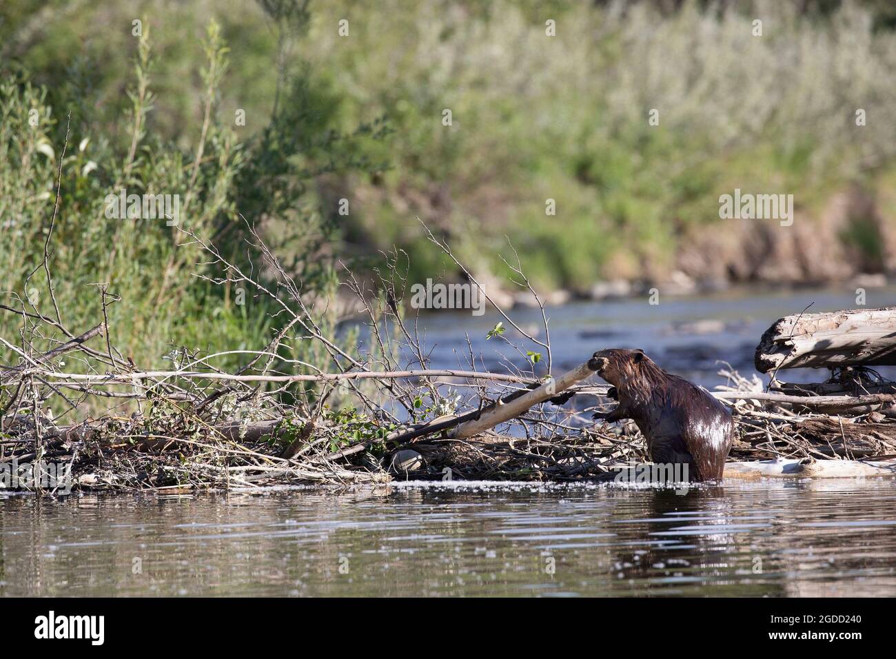Travailler sur le barrage de castor Banque de photographies et d’images ...