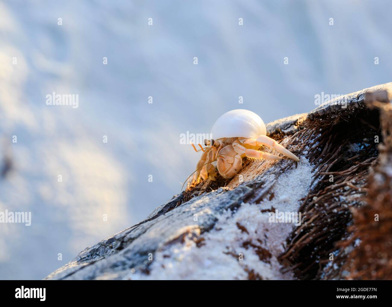 Un petit crustacé part d'une coquille sur une bûche sur la rive ...