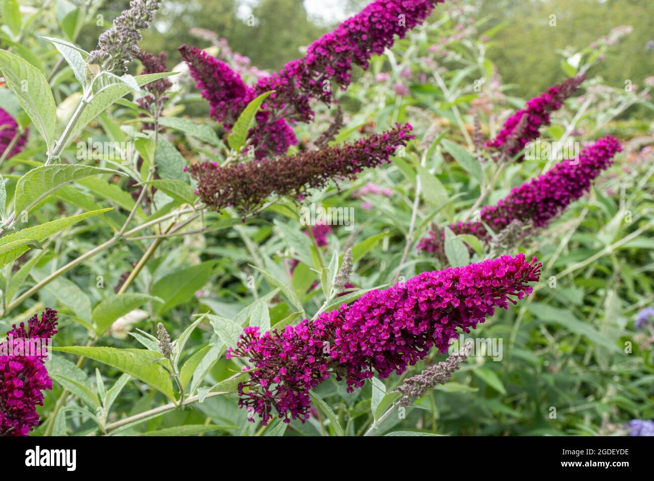 Buddleja velvet Banque de photographies et d’images à haute résolution ...
