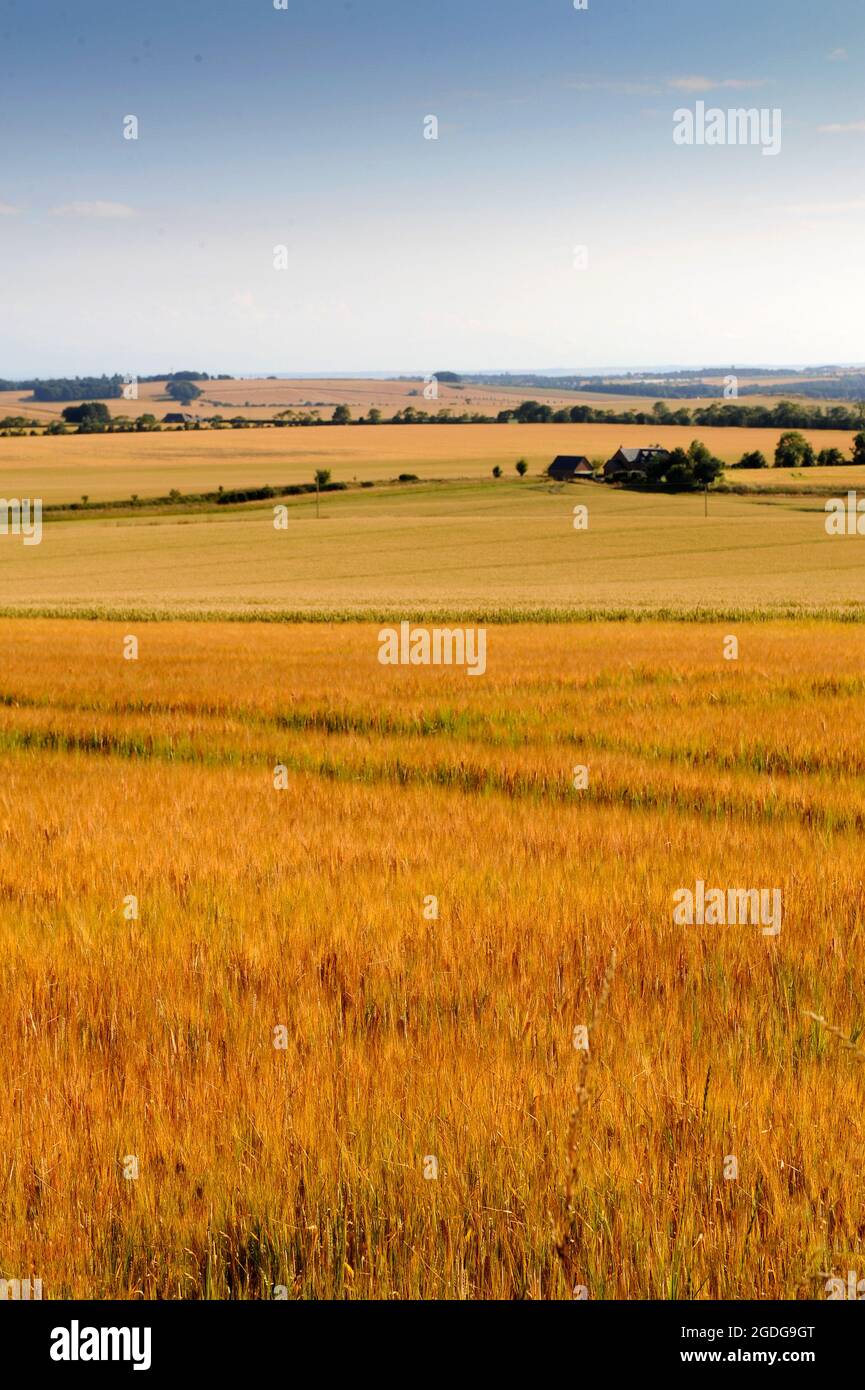 Angus gold Banque de photographies et d’images à haute résolution - Alamy