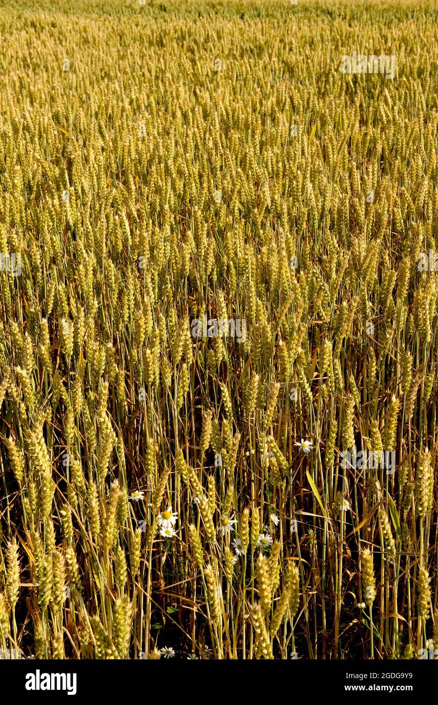 Angus gold Banque de photographies et d’images à haute résolution - Alamy