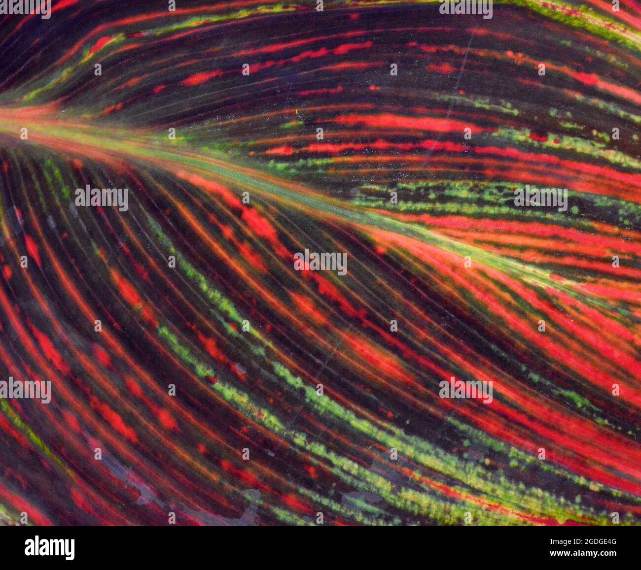 Vein pattern Banque de photographies et d’images à haute résolution - Alamy