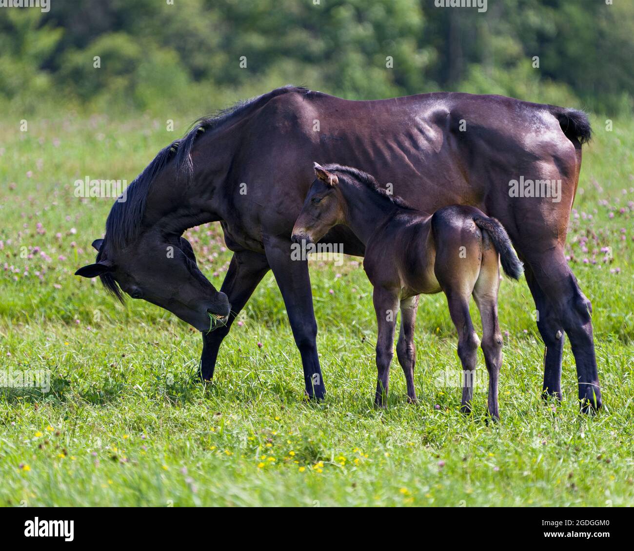 Famille de chevaux Banque de photographies et d’images à haute ...
