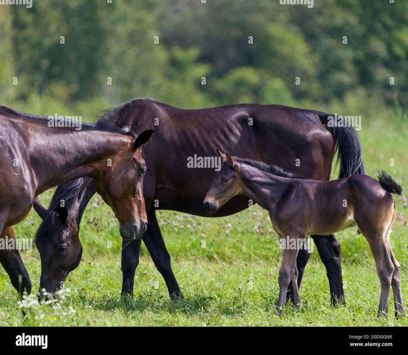 Famille de chevaux Banque de photographies et d’images à haute ...
