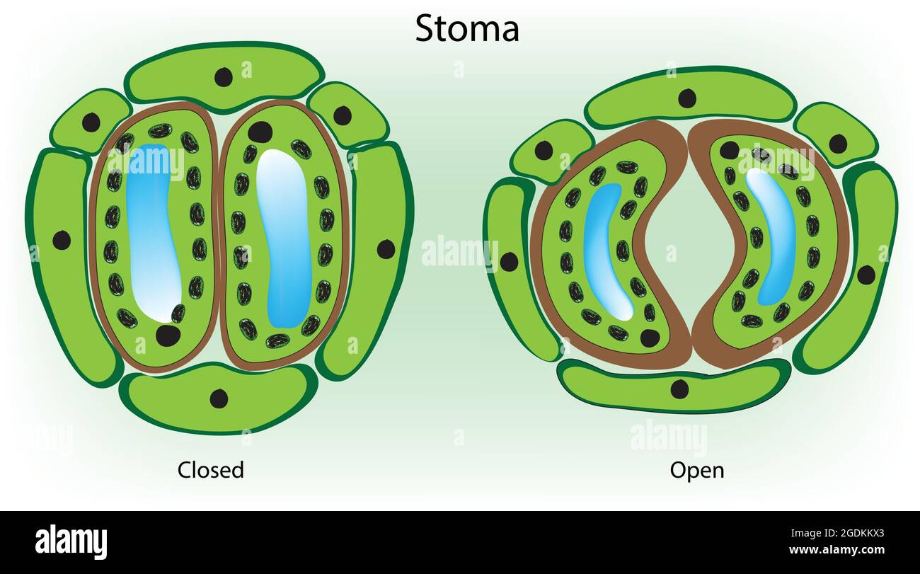 Stomate de feuille Banque de photographies et d’images à haute ...