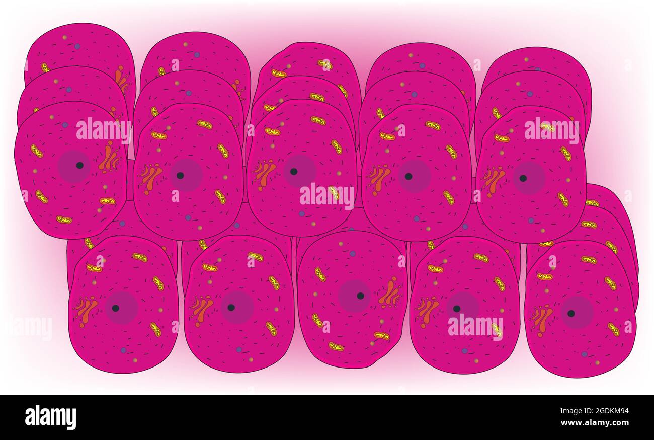 Membrane plasmique cellulaire Banque de photographies et d’images à ...