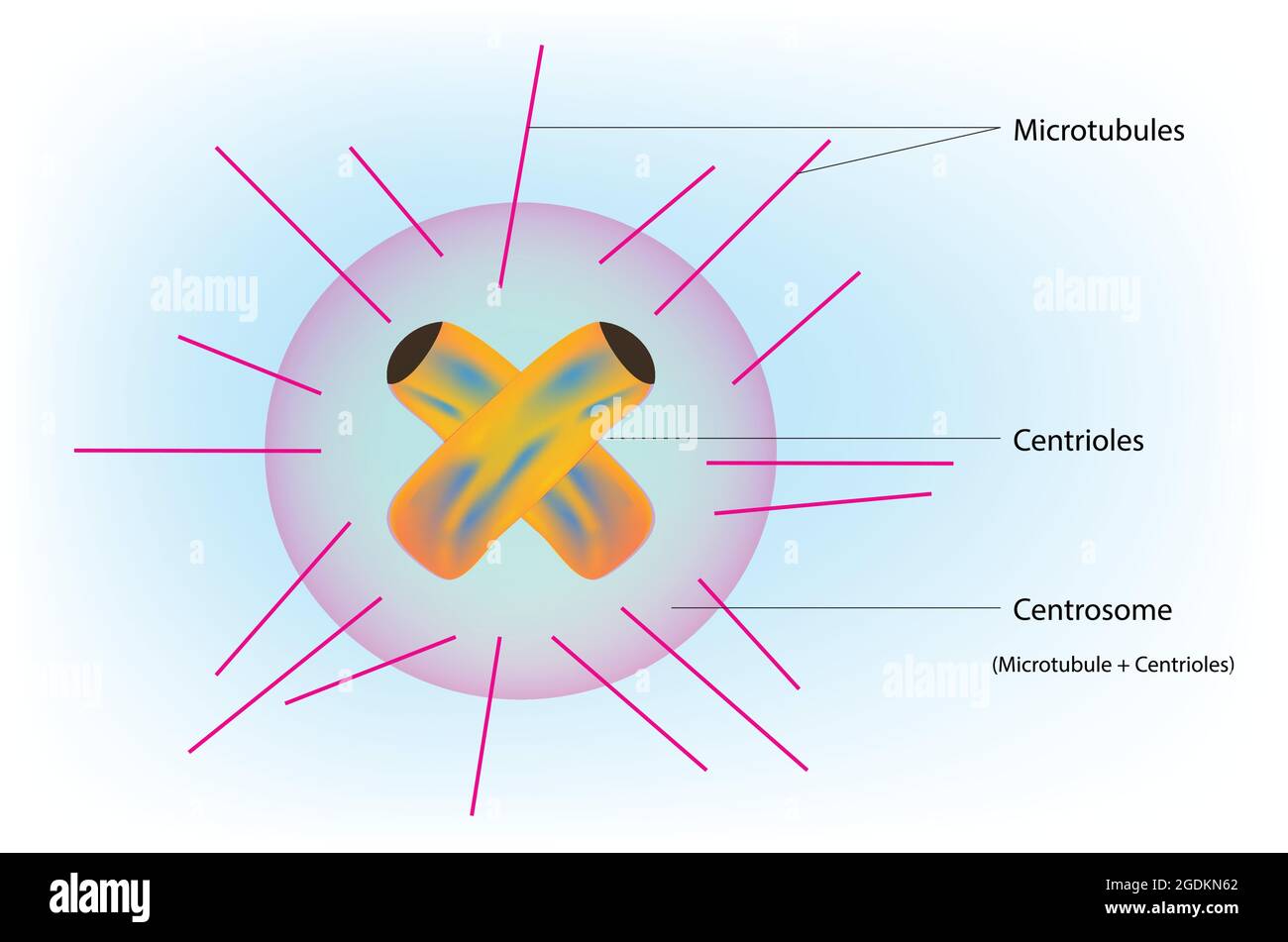 Anatomie du centrosome avec des centrioles et des microtubules qui constrient la région du ...