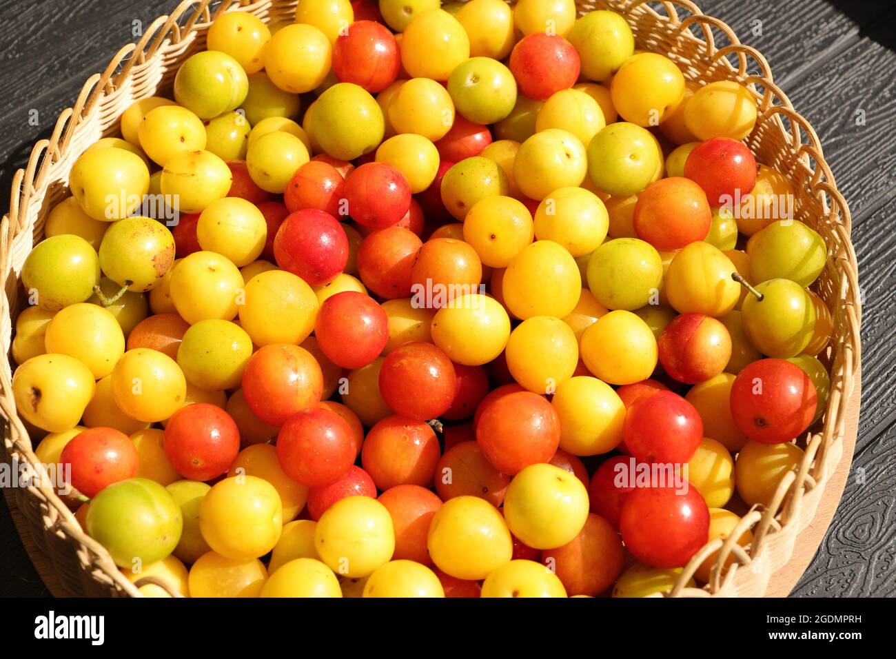 Prunus domestica mirabelle de nancy Banque de photographies et d’images ...